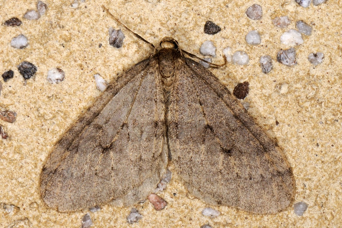 operophtera-brumata-winter-moth